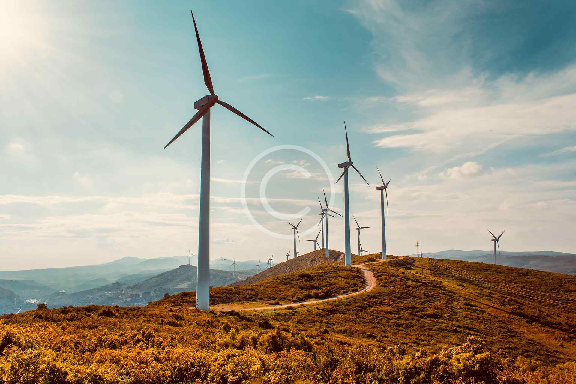 Maple Ridge Farm - SOGACOF